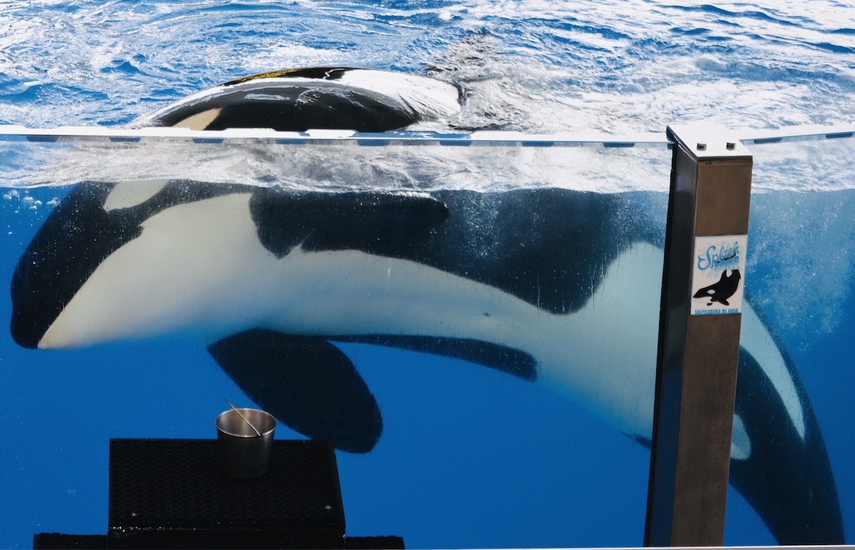 Morgan’s Heart-Rending Captive Tale | Dolphin Project